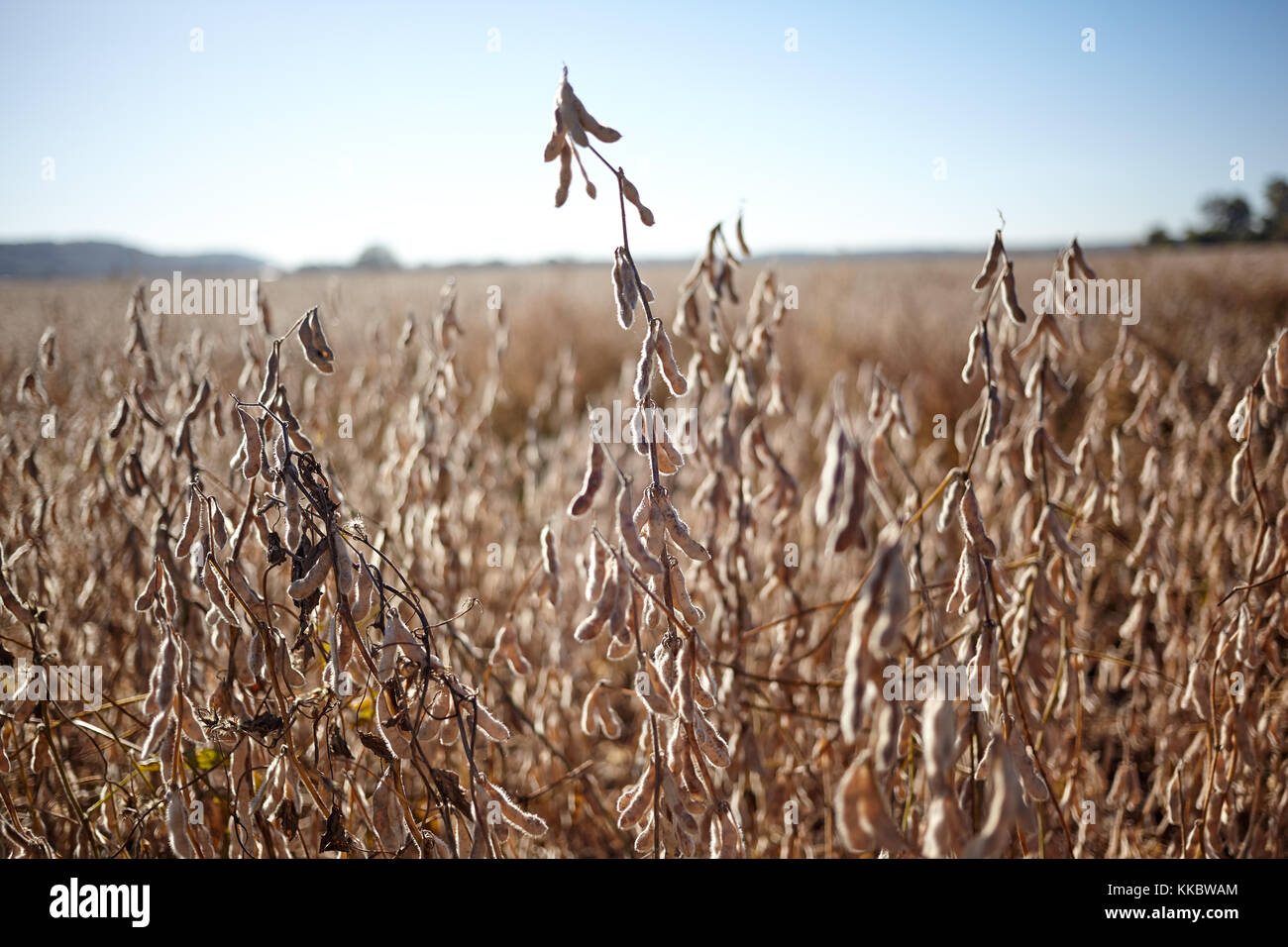 Field of dried soy bean ready for harvesting cultivated for its oil ...
