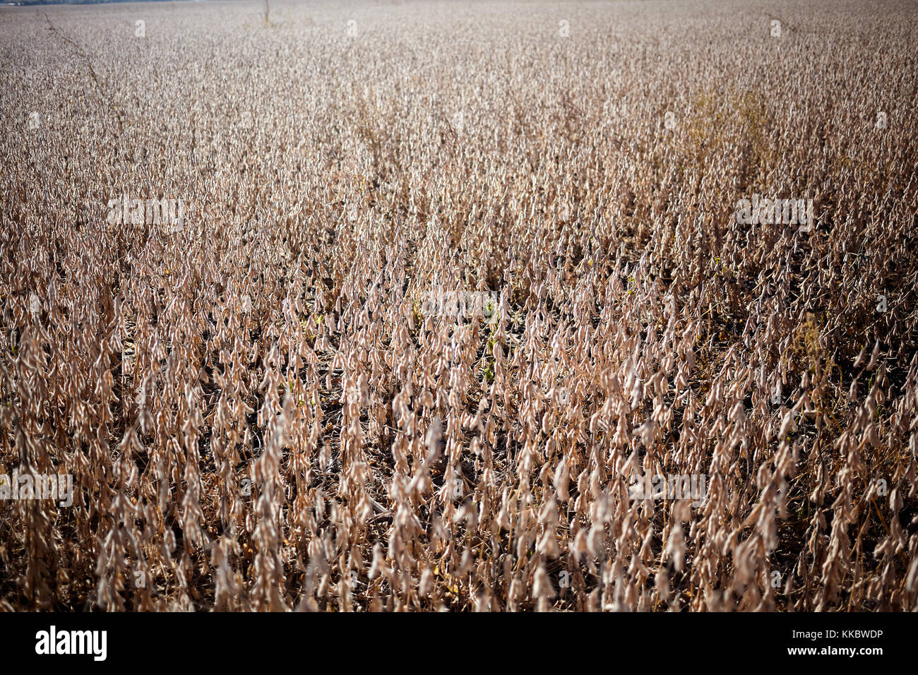 Large farm field with a dry soy bean crop ready for harvesting for ...