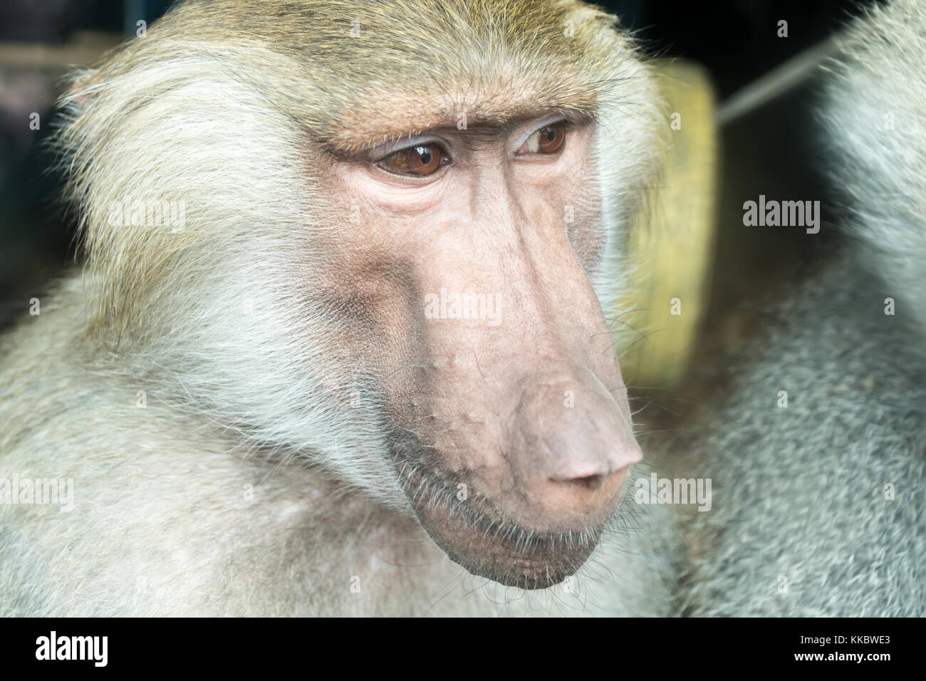Monkey Looking Sideways High Resolution Stock Photography and Images ...