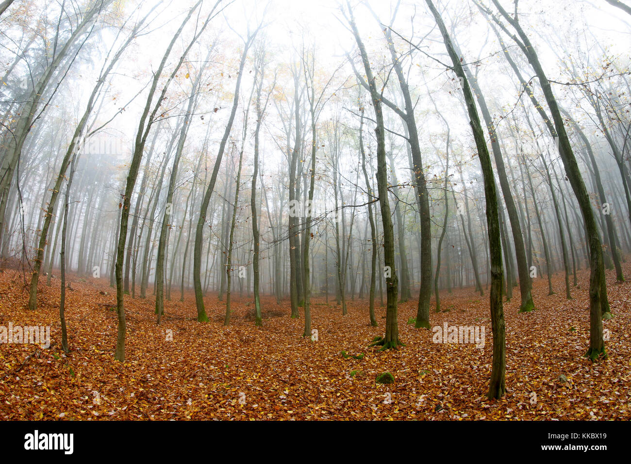 Young beech forest in autumn - Beechwood Voderady - large beech forest ...