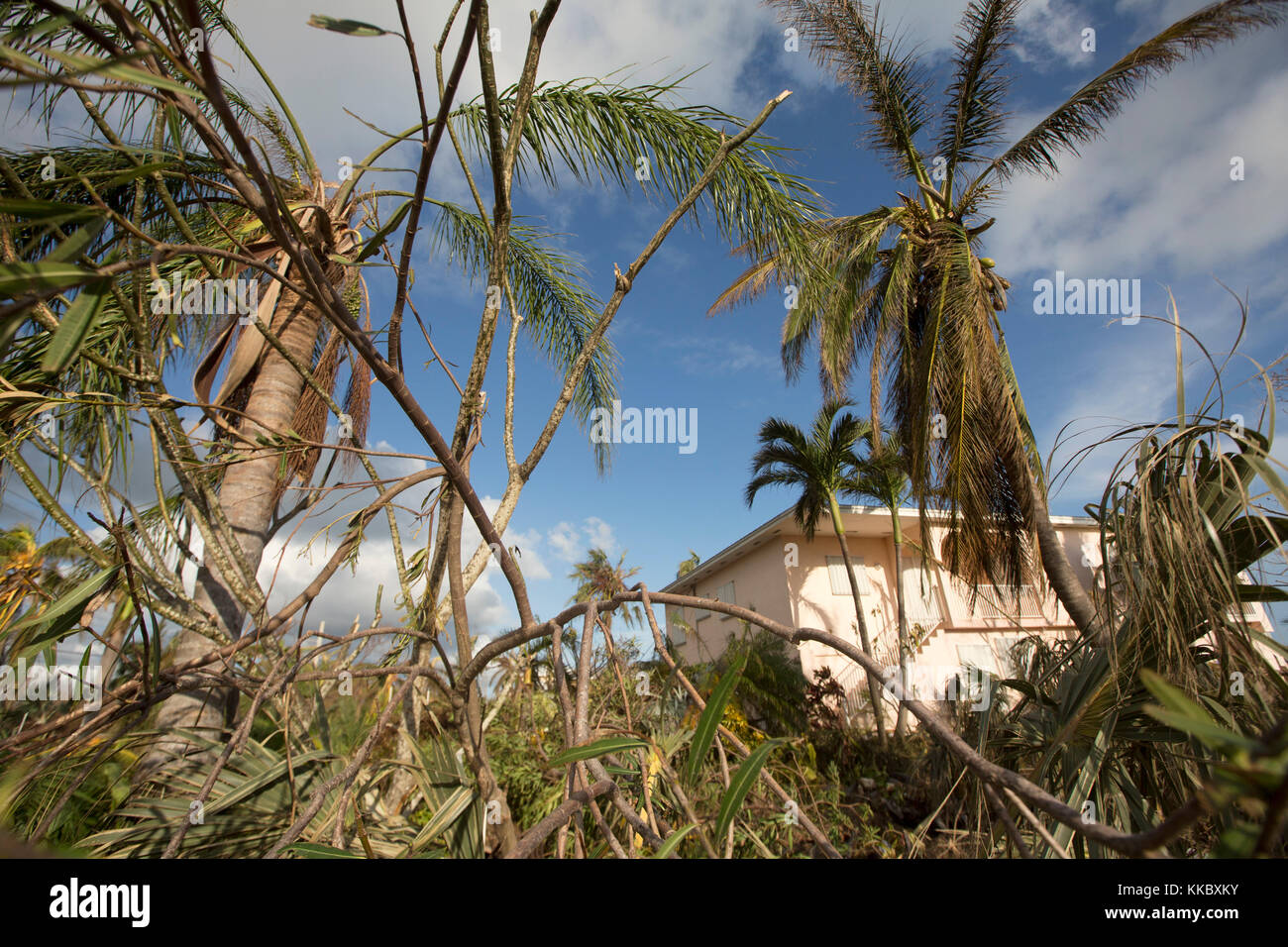 Debris and damaged vegetation around a home in the aftermath of ...