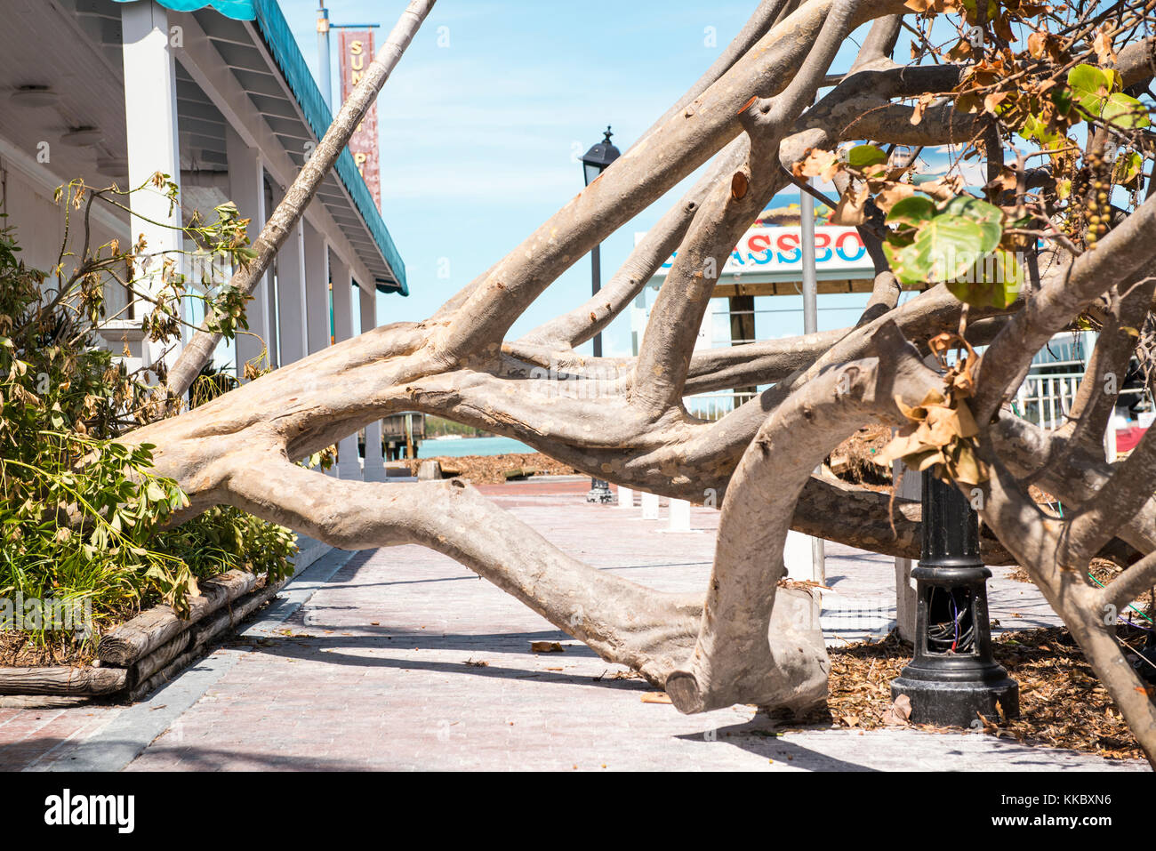Debris and a damaged tree in the aftermath of Hurricane Irma September ...