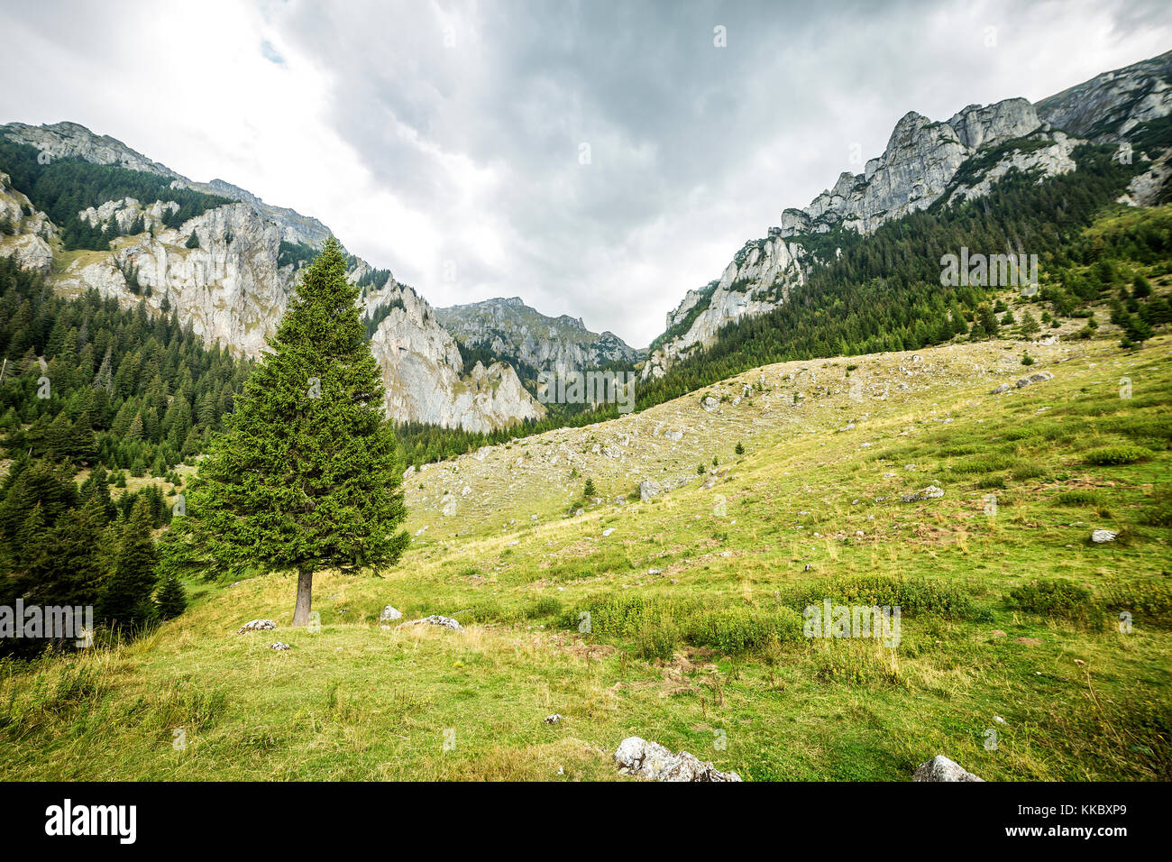 pine tree in mountain landscape Stock Photo - Alamy