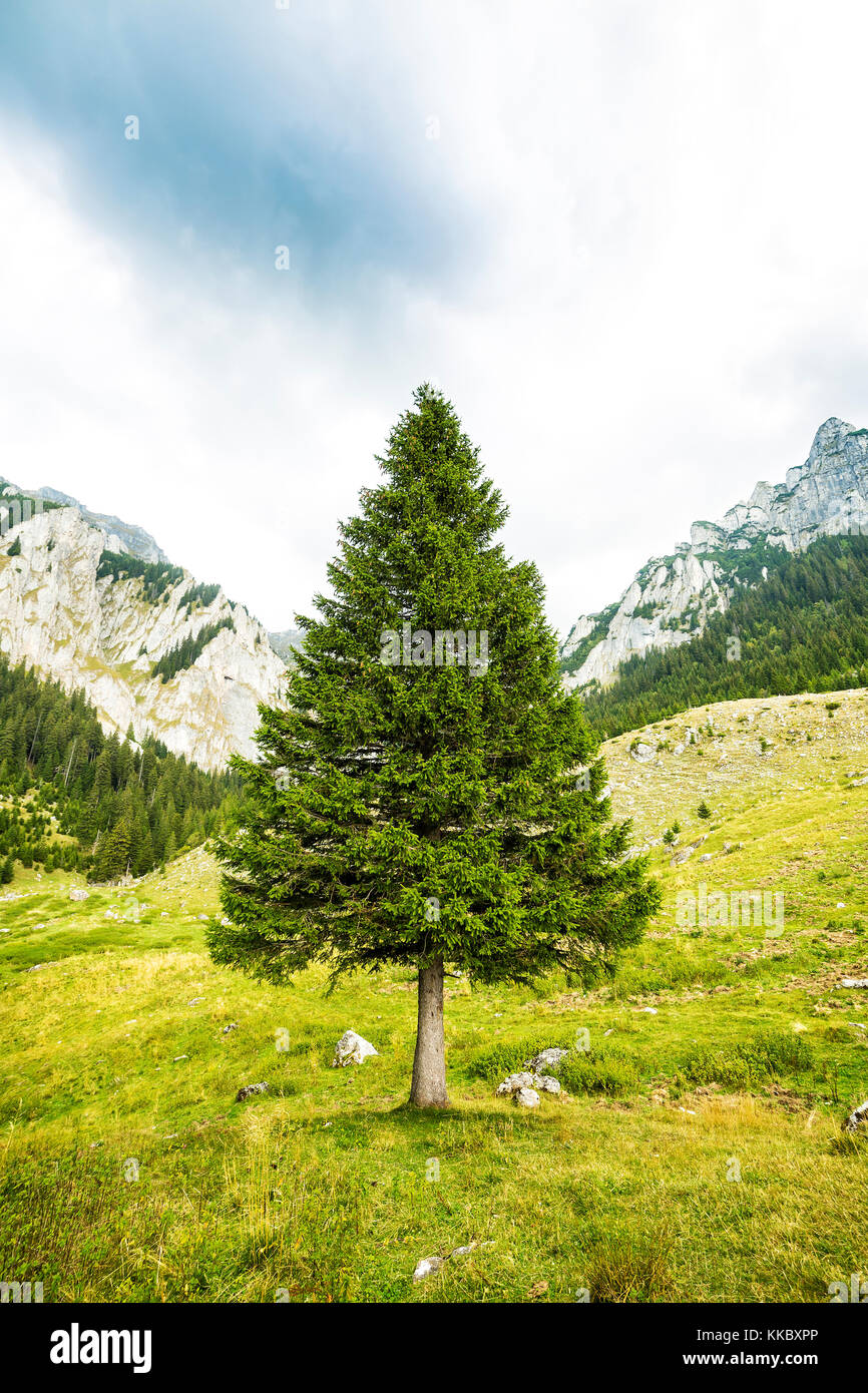 pine tree in mountain landscape Stock Photo - Alamy