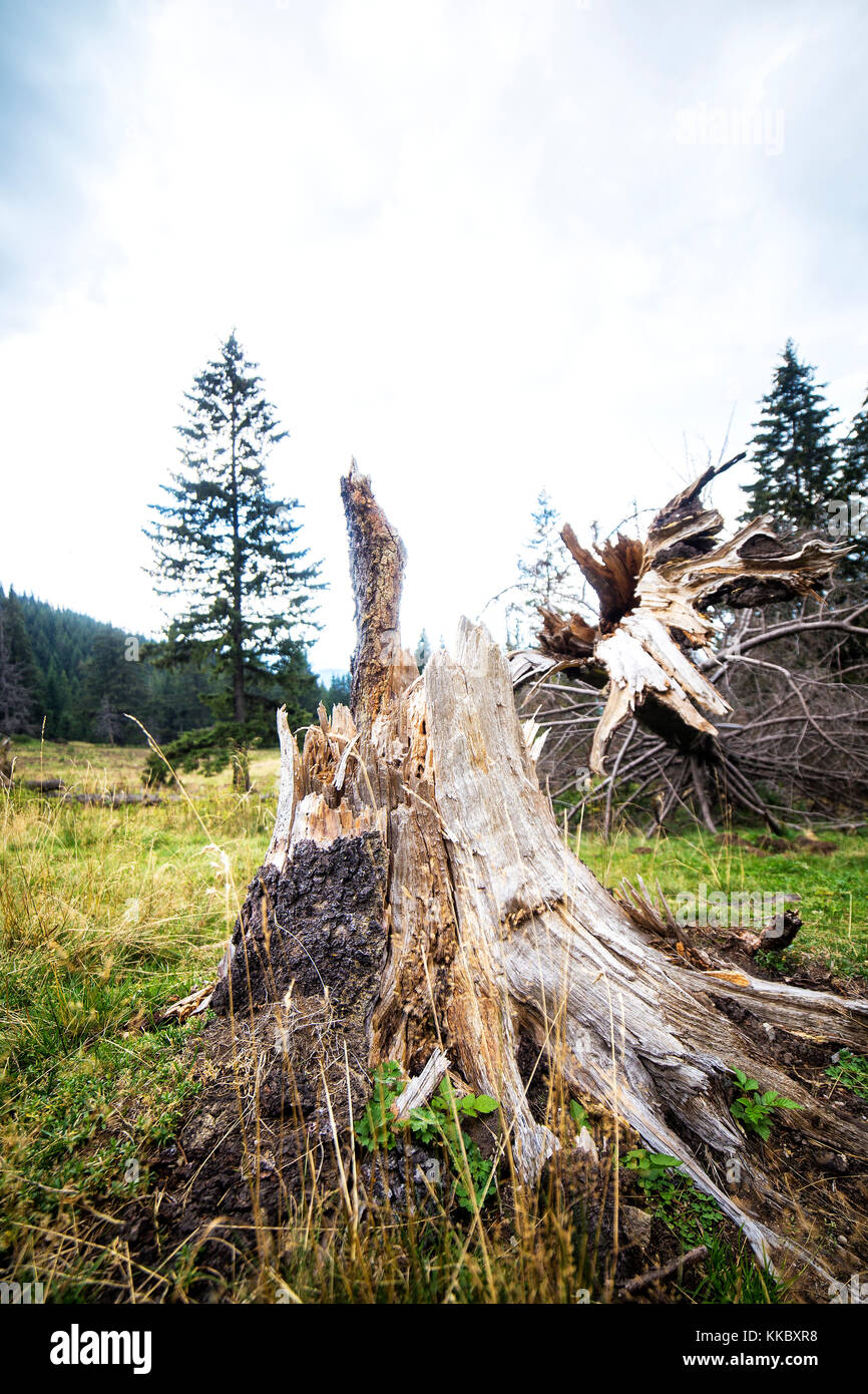 Old broken tree in mountain Stock Photo - Alamy