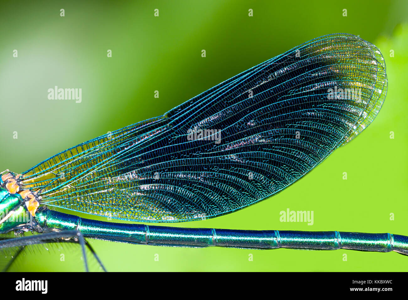 Dragonfly anatomy hi-res stock photography and images - Alamy