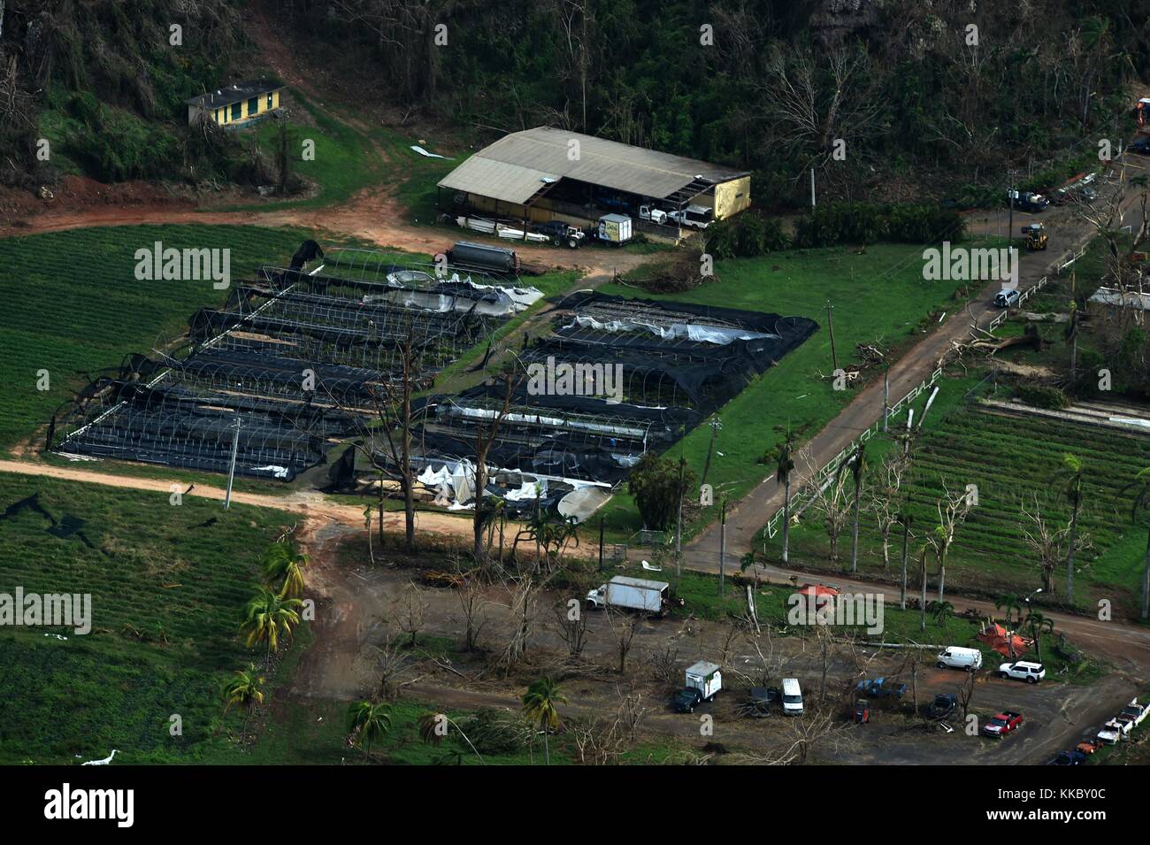 Aerial view of damaged crops in the aftermath of Hurricane Maria ...