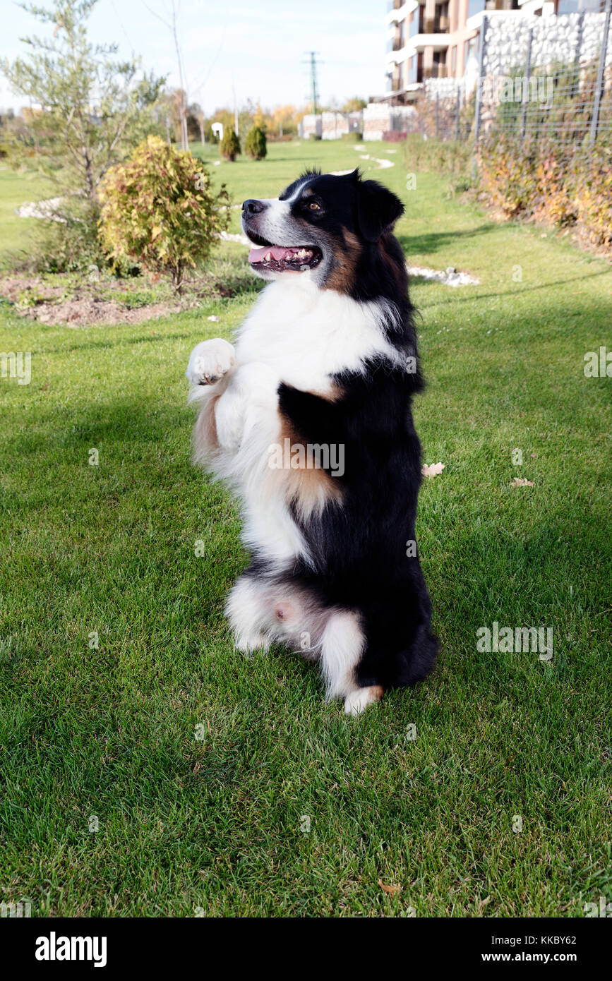 Australian shepherd standing hi-res stock photography and images - Alamy