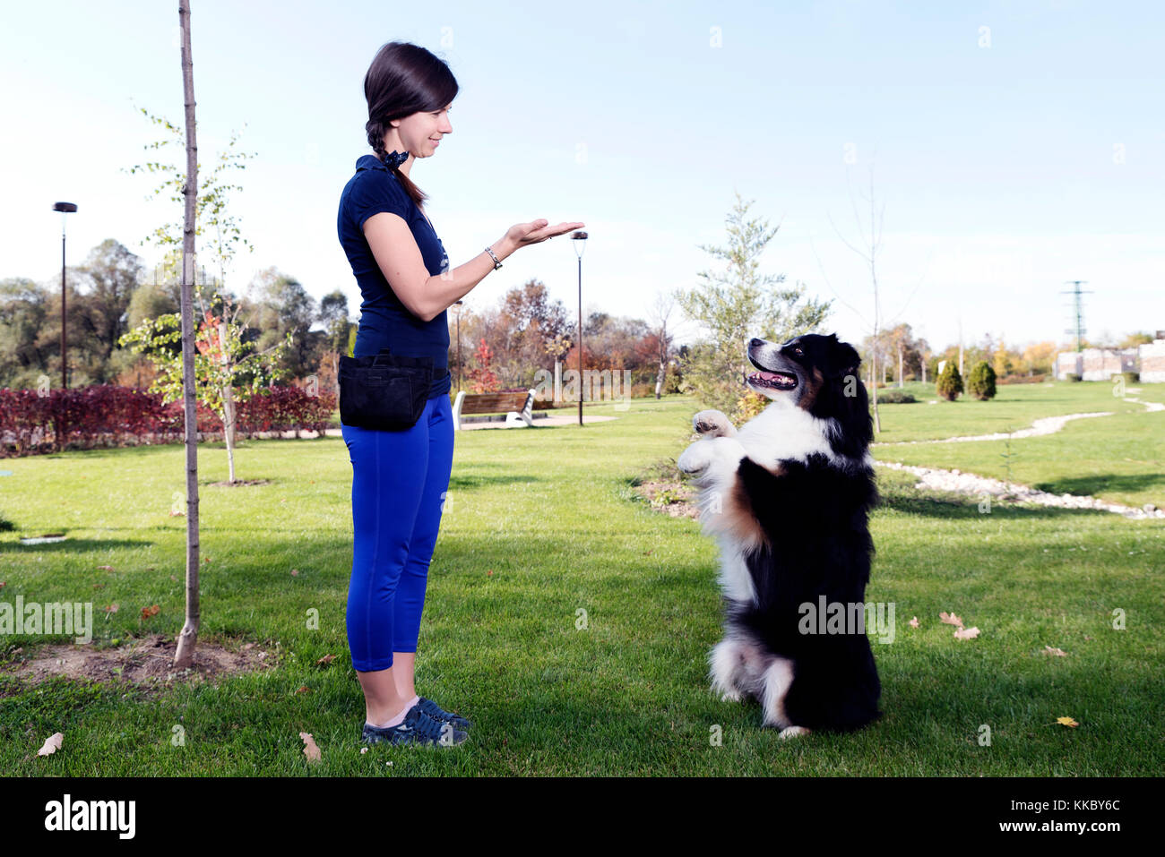 Australian Shepherd Training Park Stock Photo - Alamy
