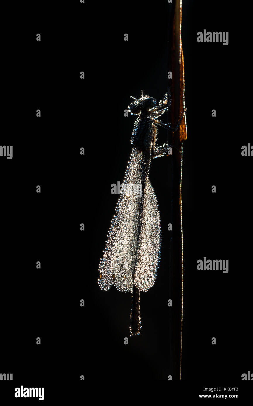 silhouette dragonfly with dew drops on a black background macro . shiny ...