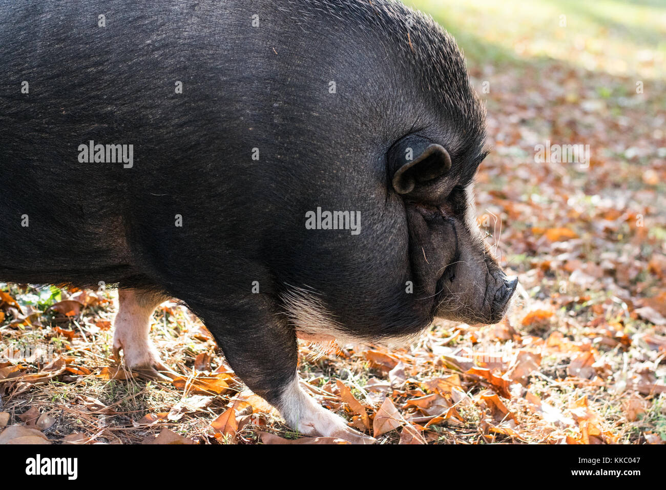 Black Pig With White Pearls Photos