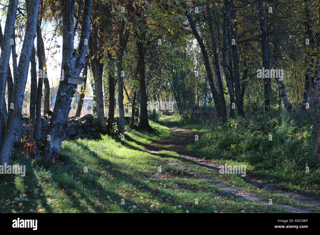 path through the woods Stock Photo - Alamy