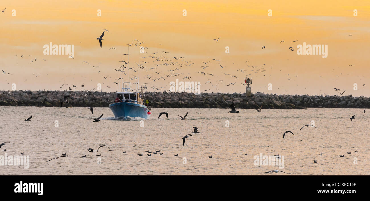 Aquatics bird hi-res stock photography and images - Alamy