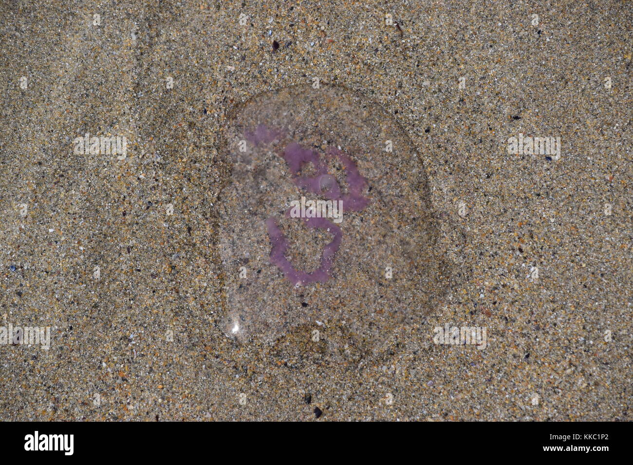 Jellyfish sand hi-res stock photography and images - Alamy