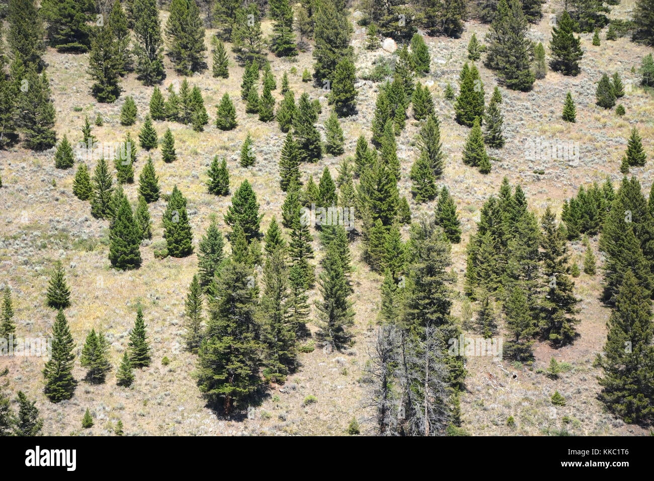 Forest in the Yellowstone national park Stock Photo - Alamy