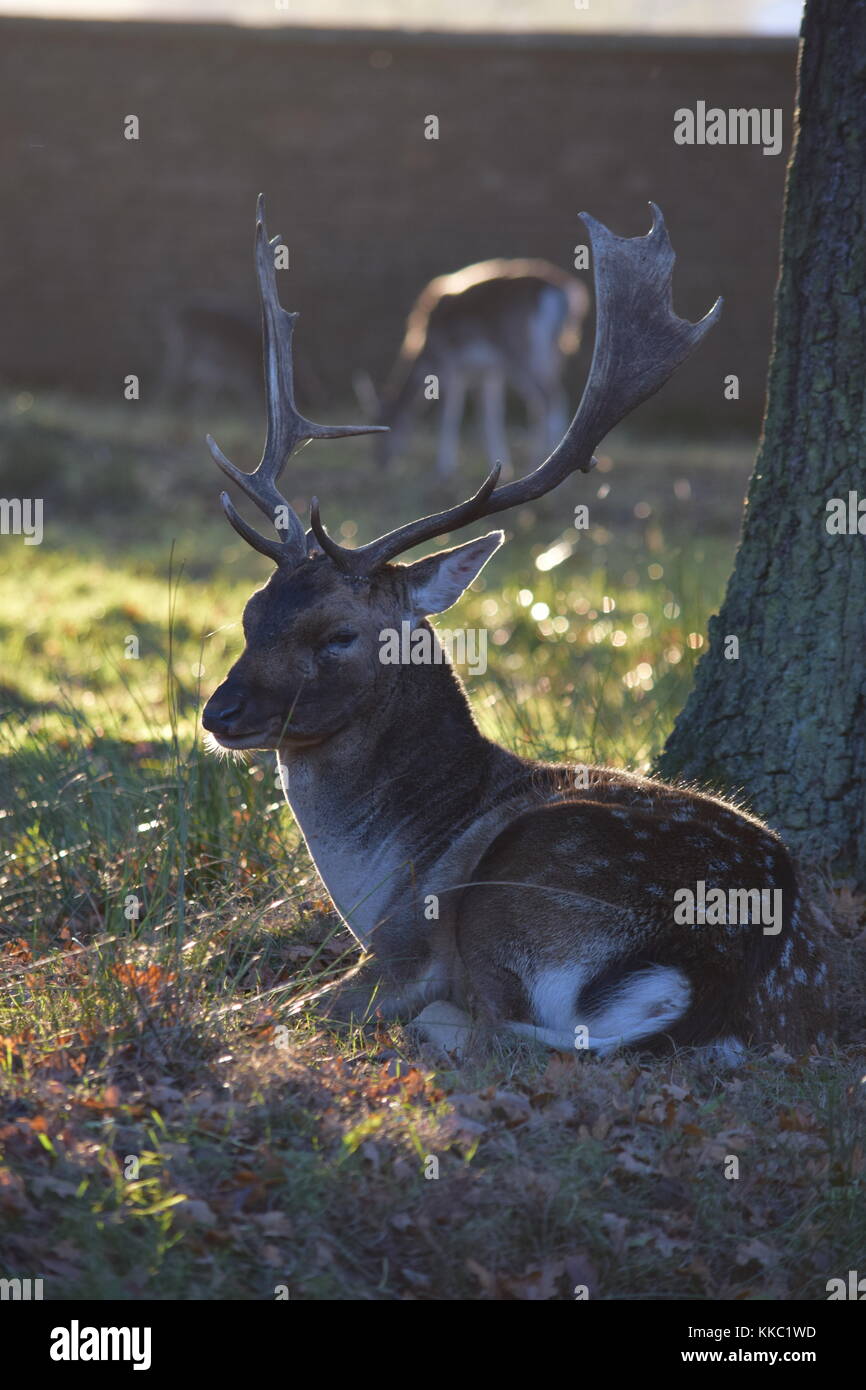 Stag sitting in the autumn sun Stock Photo - Alamy