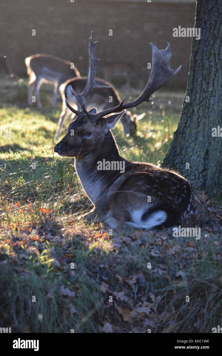 Stag sitting in the autumn sun Stock Photo - Alamy