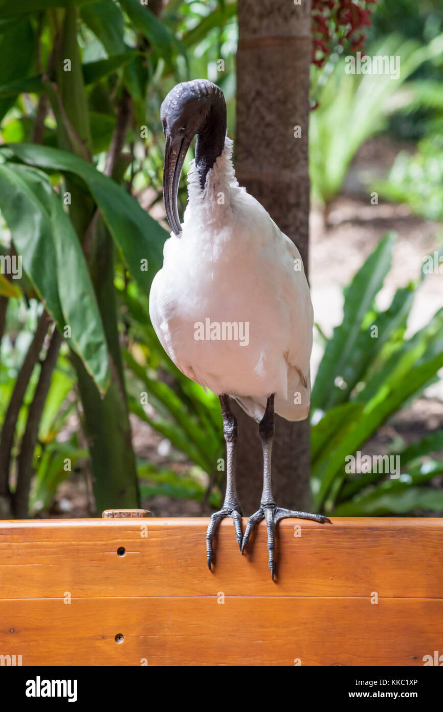 Australian white ibis berched on a bench, cleaning it's feathers Stock ...