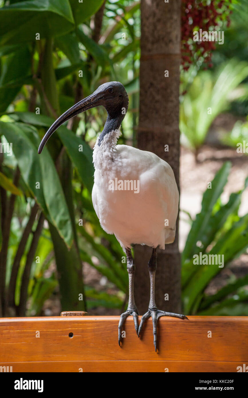 Ibis bird australia hi-res stock photography and images - Alamy