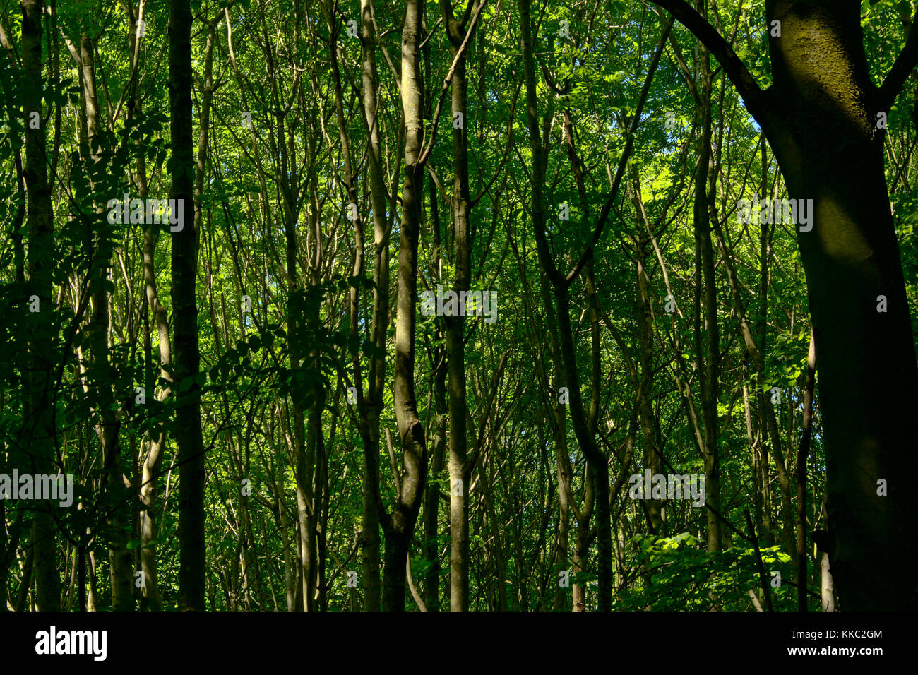 Lush sunny spring forest with fresh green leaves Stock Photo - Alamy