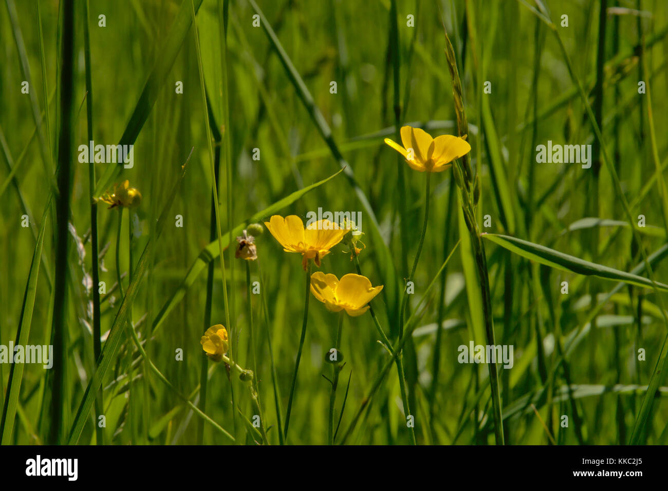 Buttercups backdrop hi-res stock photography and images - Alamy