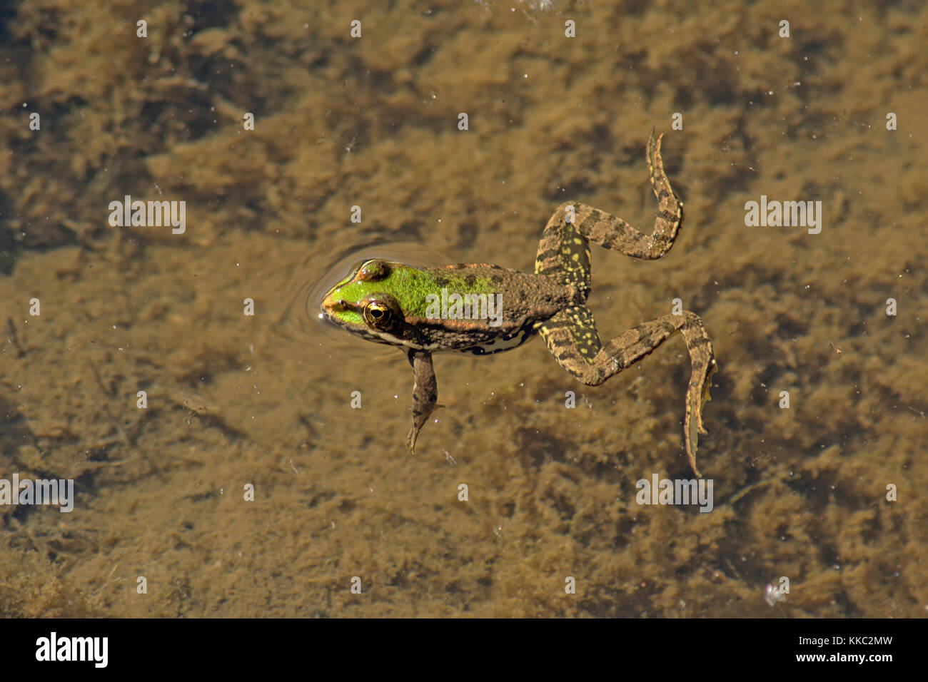 Frog eyes above water hi-res stock photography and images - Alamy