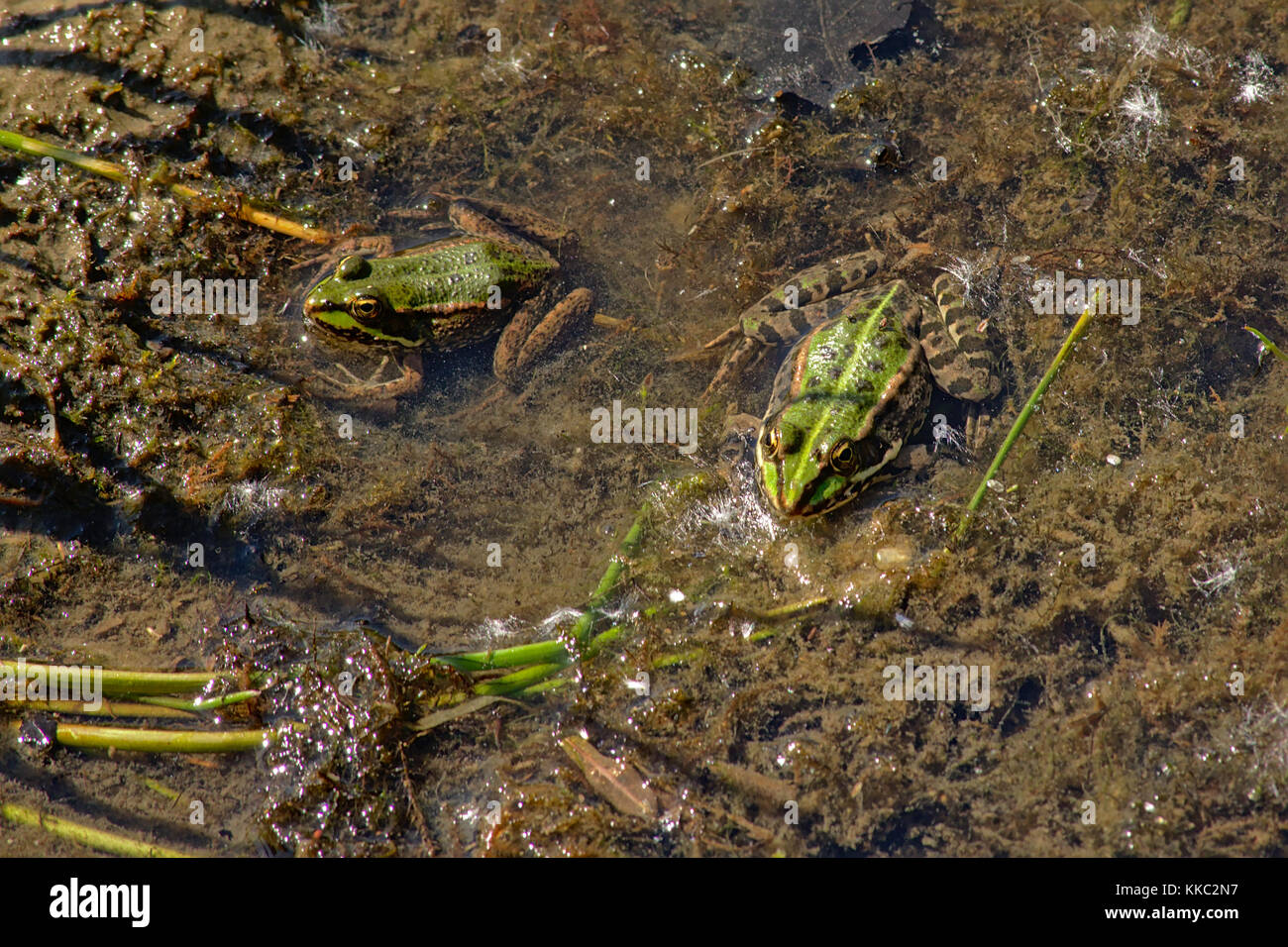 Frog eyes above water hi-res stock photography and images - Alamy