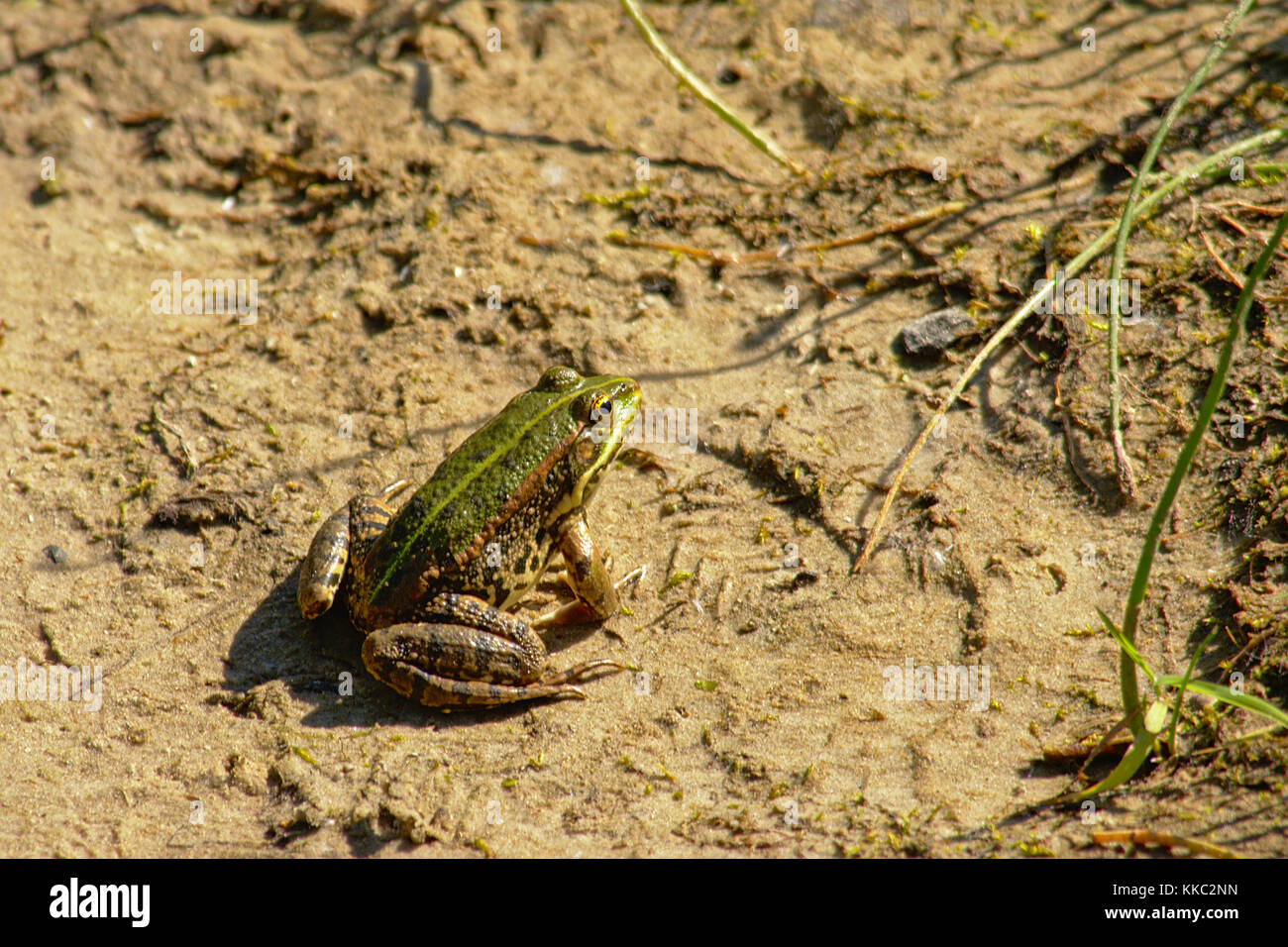 Frog sitting in the sun on the soil next to the pond - Anura Stock ...