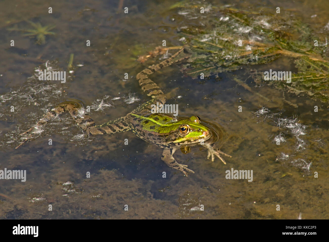 Frog swimming in the pond with legs wide open, view from above Anura ...