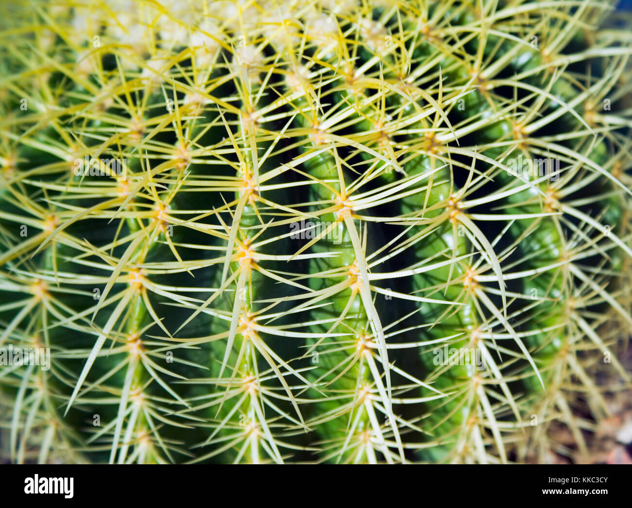 Cactus ribs hi-res stock photography and images - Alamy
