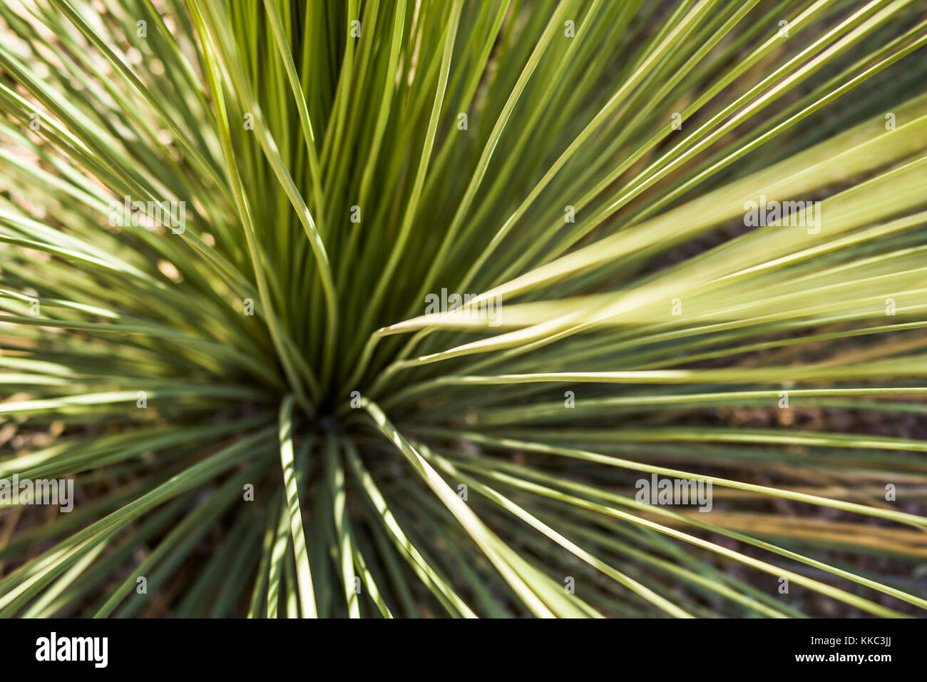 Looking down into a desert plant with many long stem-like leaves ...