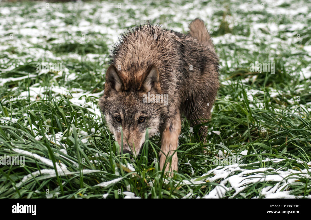 Young wolf hi-res stock photography and images - Alamy
