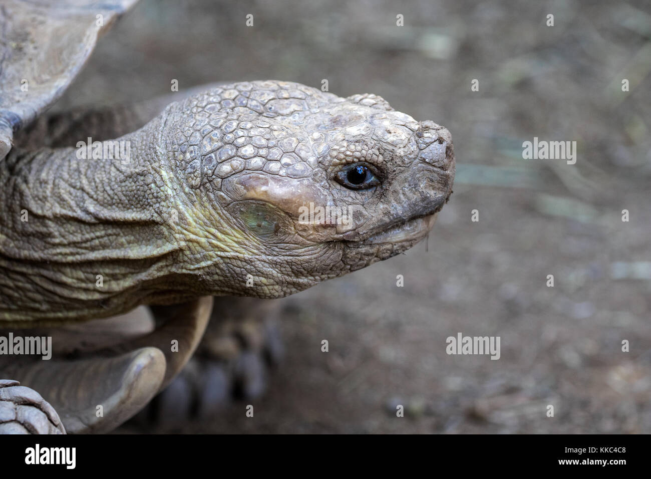 African Spurred Tortoise - Centrochelys sulcata Also known as the ...