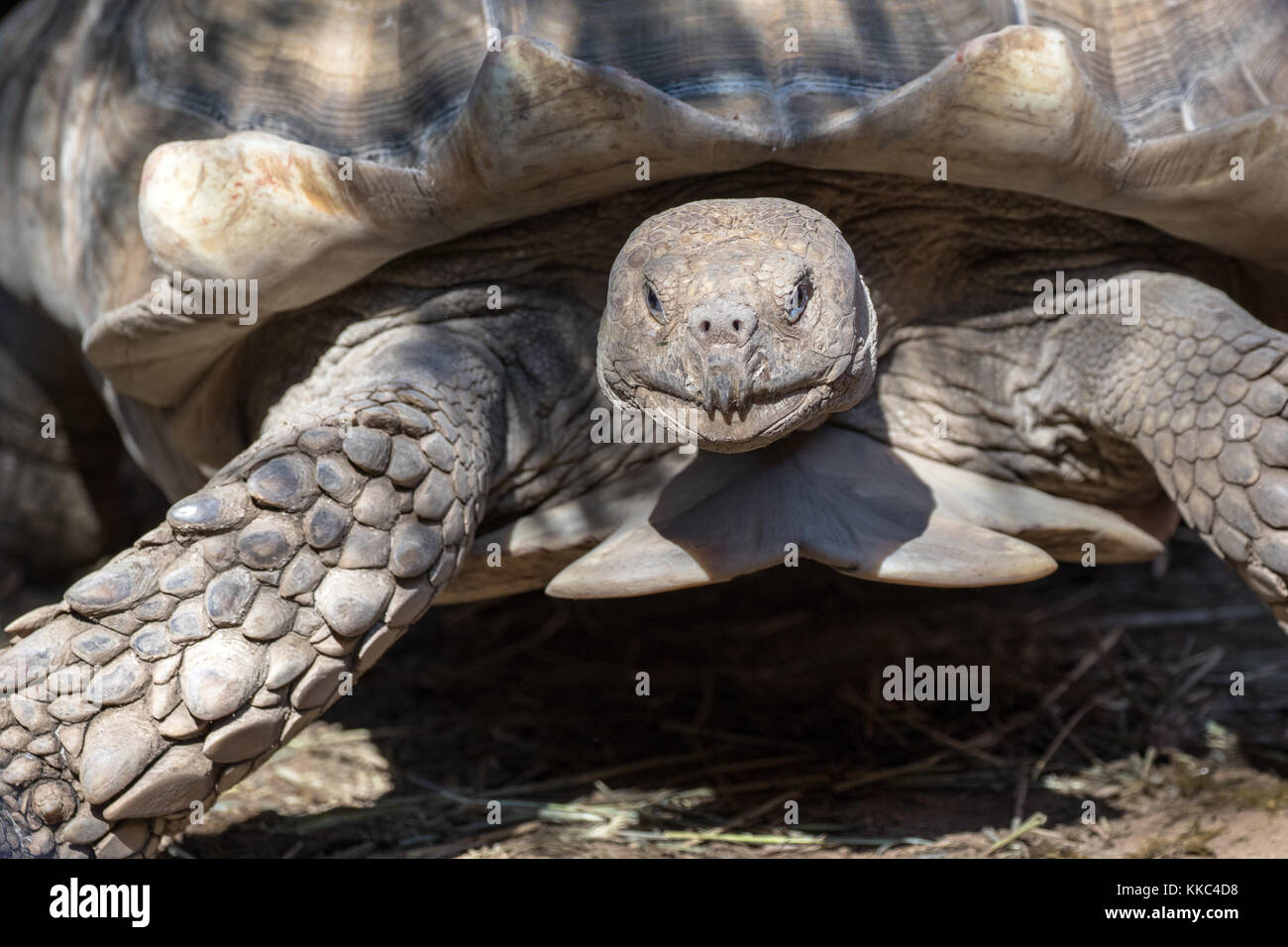 African Spurred Tortoise - Centrochelys sulcata Also known as the ...