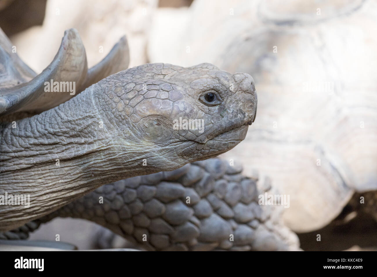 African Spurred Tortoise - Centrochelys sulcata Also known as the ...
