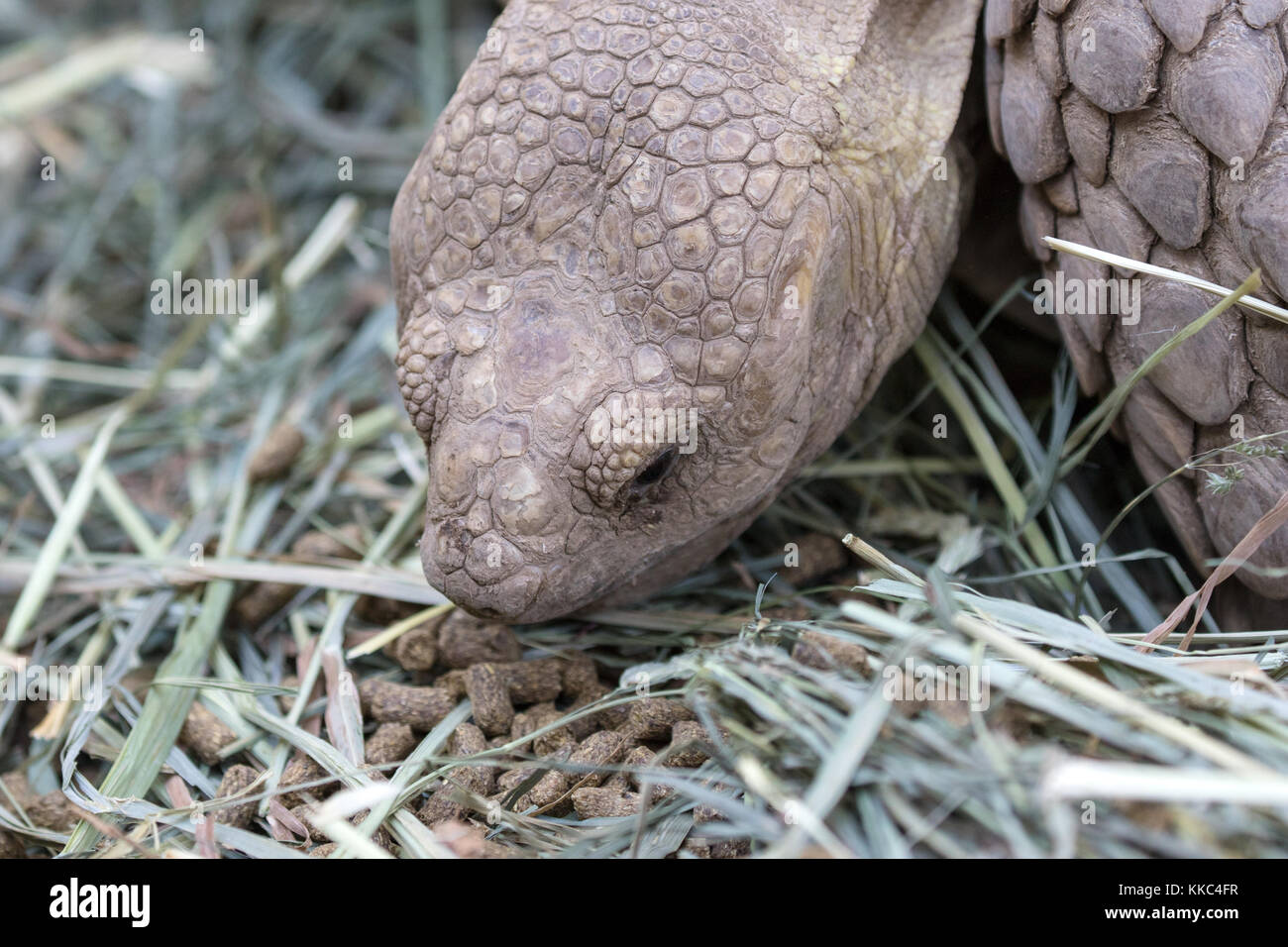 African Spurred Tortoise - Centrochelys sulcata Also known as the ...