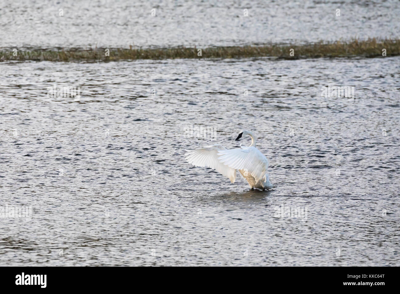 Bird wing display hi-res stock photography and images - Alamy