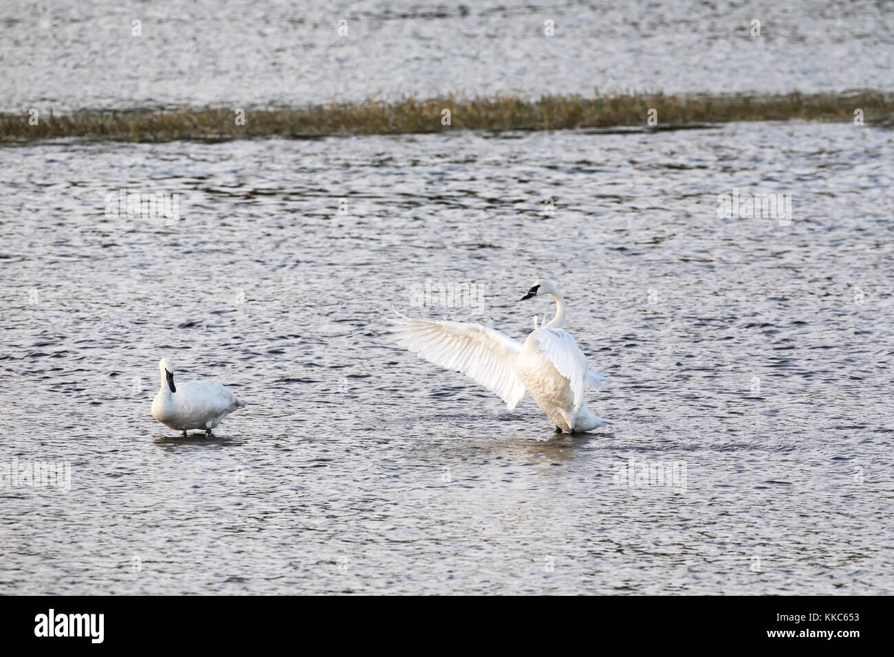 Bird Wing Display High Resolution Stock Photography and Images - Alamy