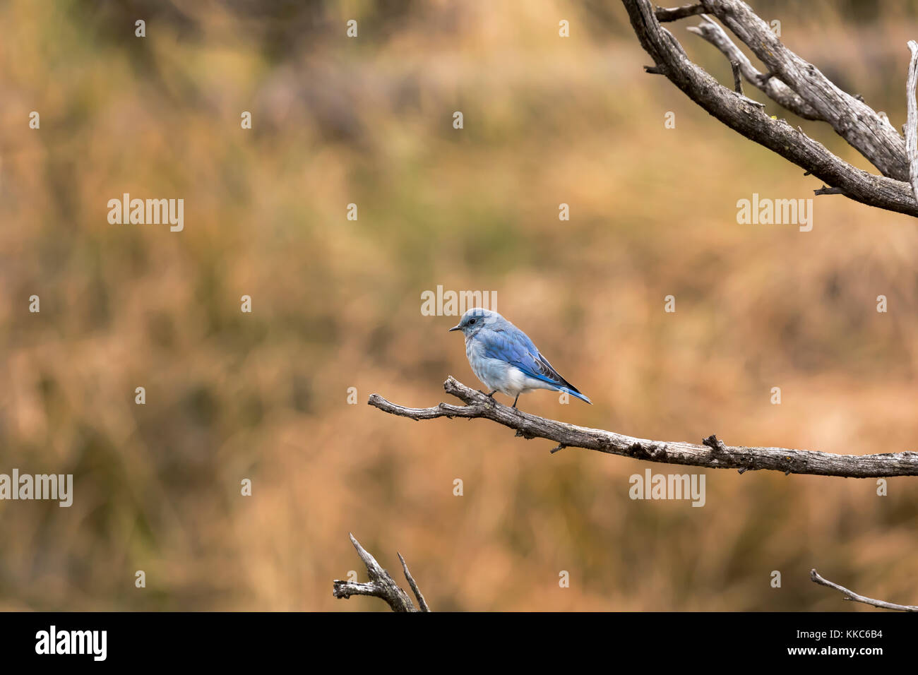 Mountain Bluebird (Sialia currucoides) perched in a dead tree, Mammoth ...