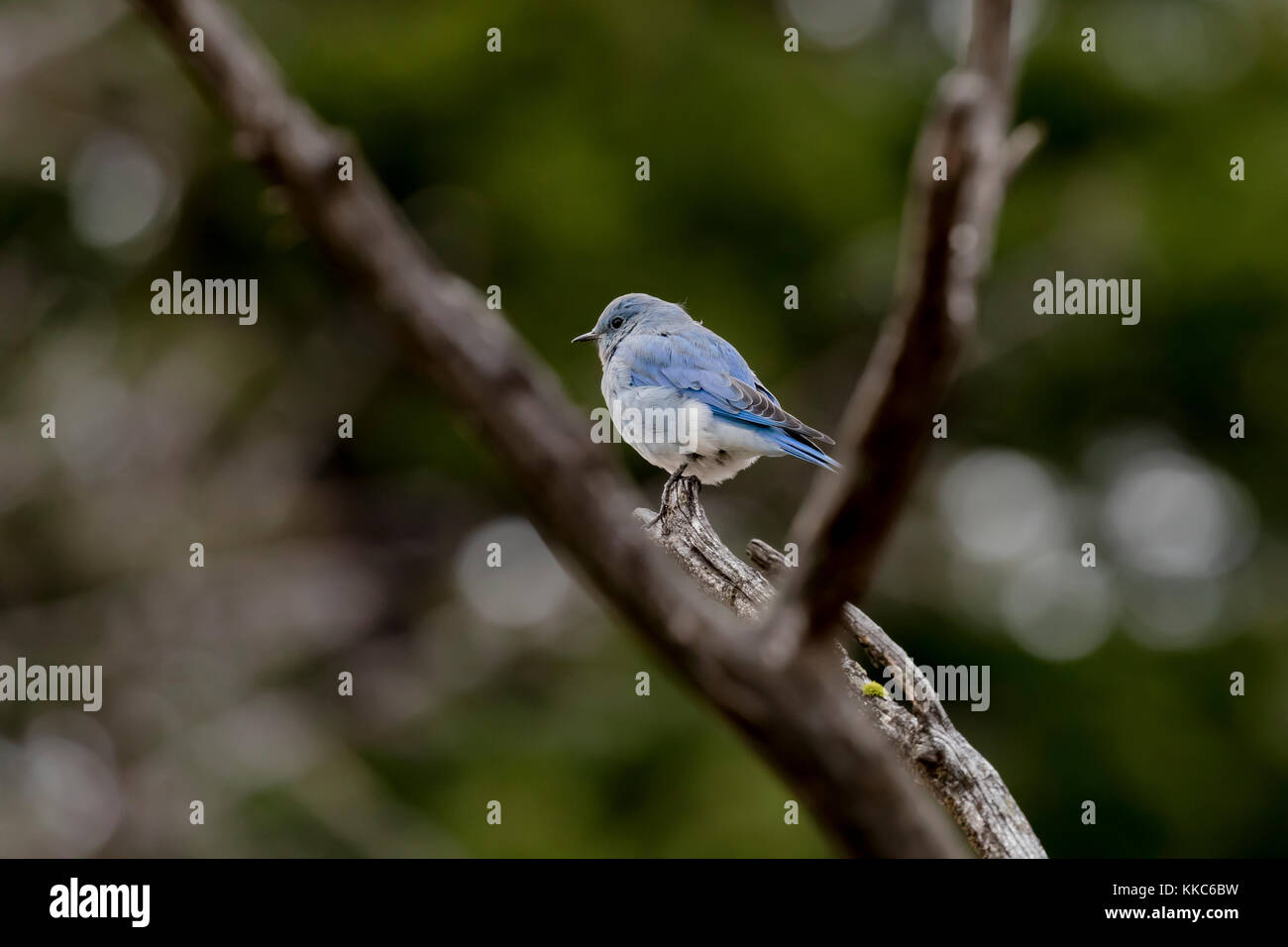 Mountain Bluebird (Sialia currucoides) perched in a dead tree, Mammoth ...