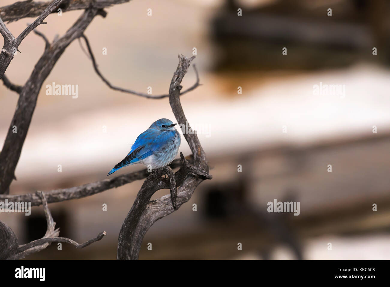 Mountain Bluebird (Sialia currucoides) perched in a dead tree, Mammoth ...