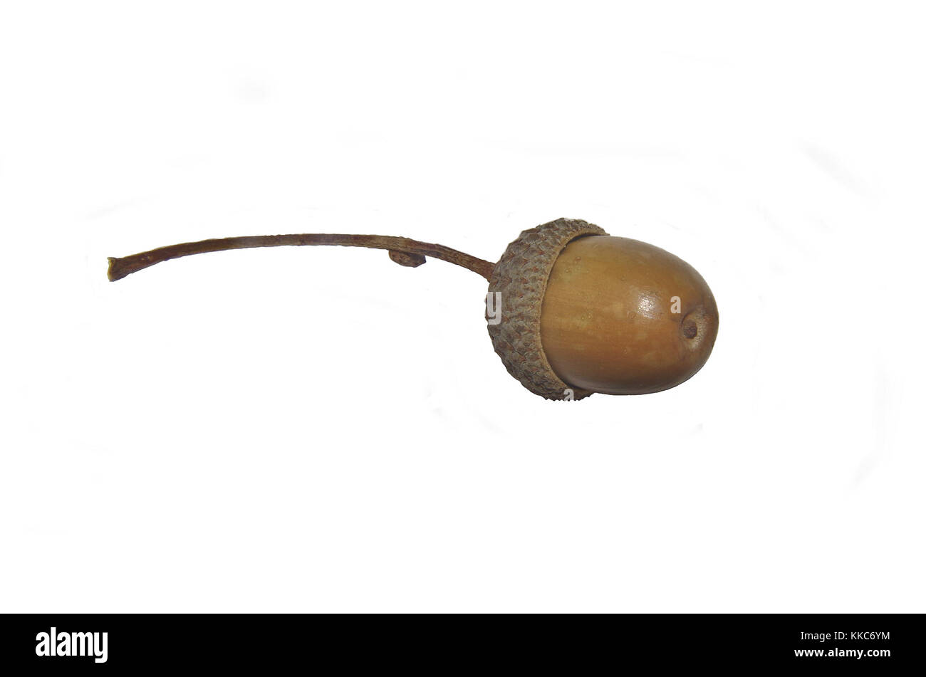 closeup view of a simple isolated acorn Stock Photo - Alamy