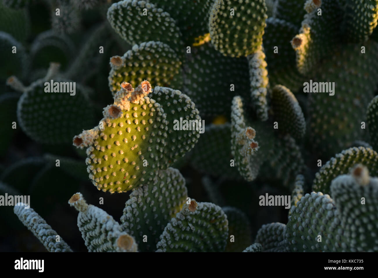 desert cactus plants Stock Photo - Alamy