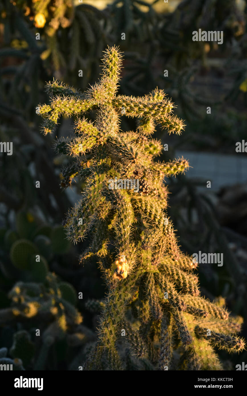 desert cactus plants Stock Photo - Alamy