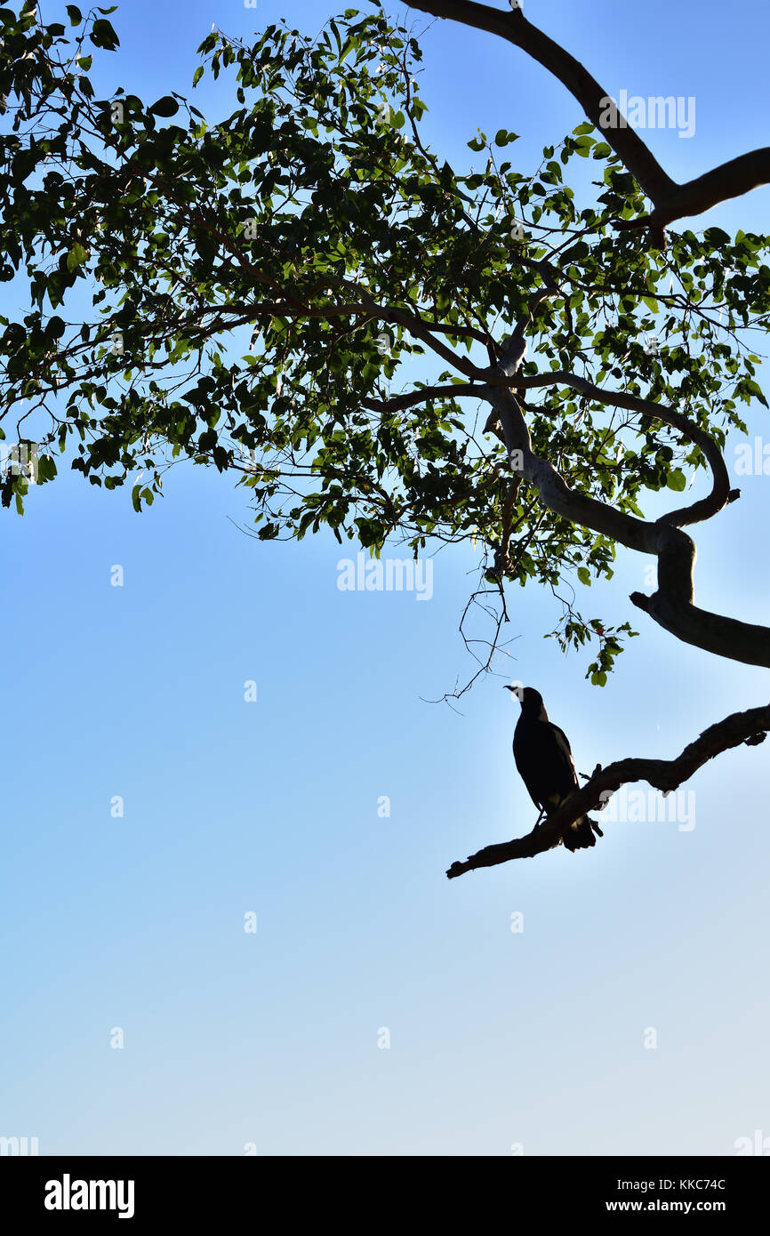 Photo Of Magpie High Resolution Stock Photography and Images - Alamy