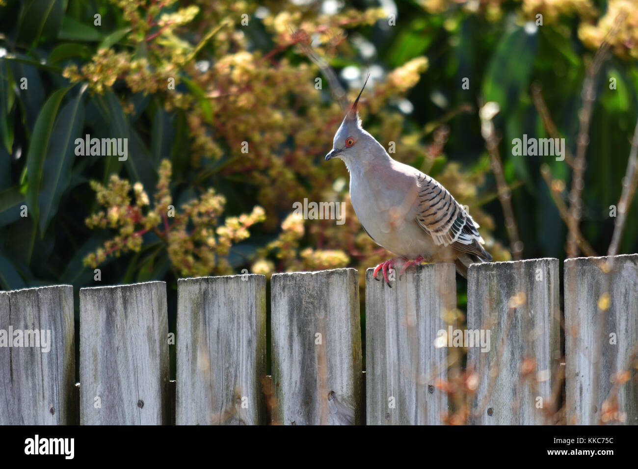 Australian Pigeon Photo High Resolution Stock Photography and Images ...
