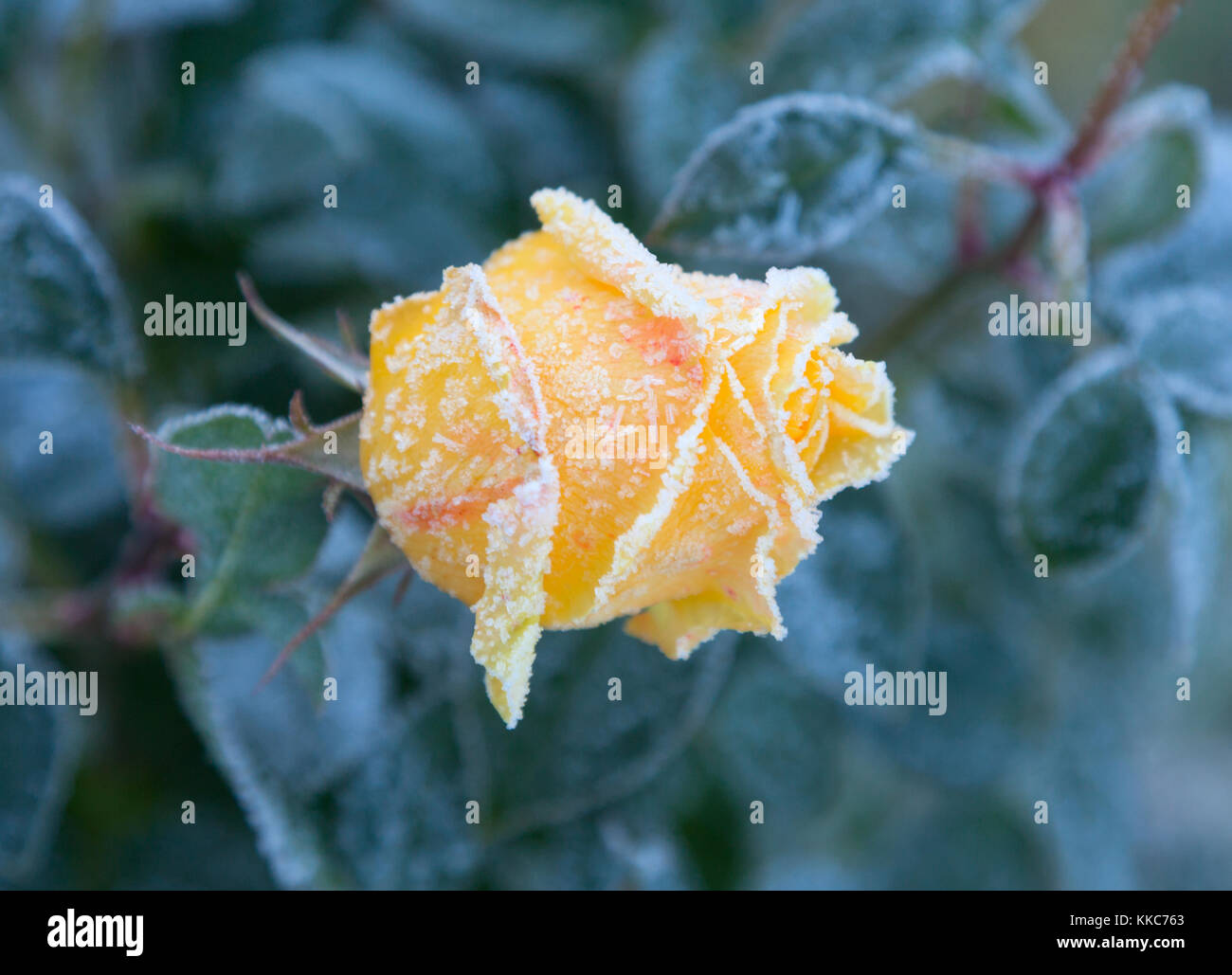 Rose covered with ice and frost Stock Photo - Alamy