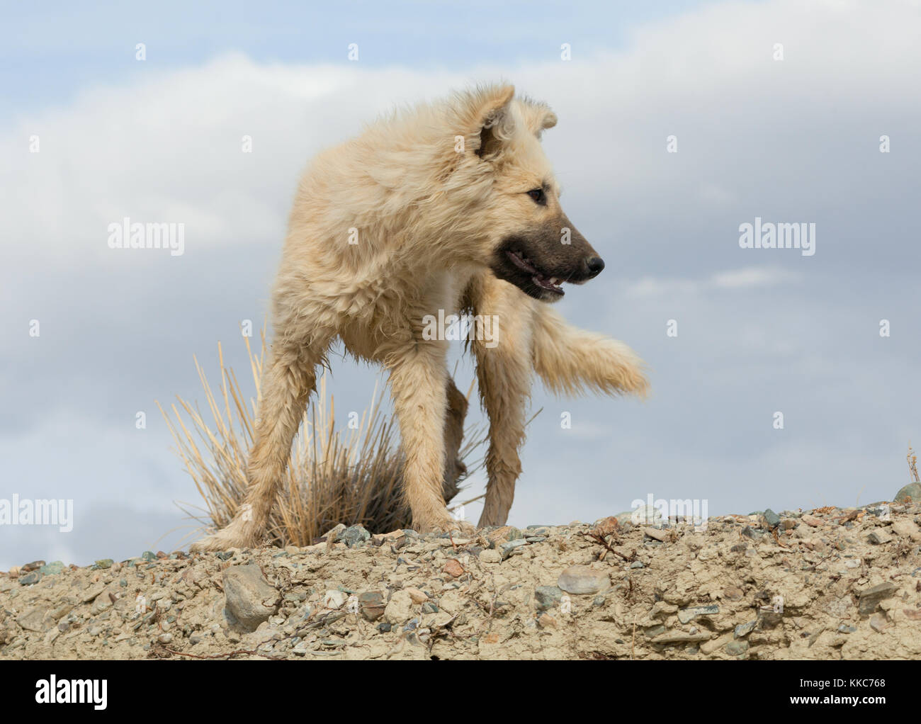 Altai Dog High Resolution Stock Photography and Images - Alamy