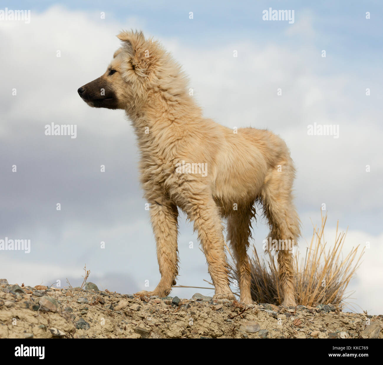 Altai dog hi-res stock photography and images - Alamy