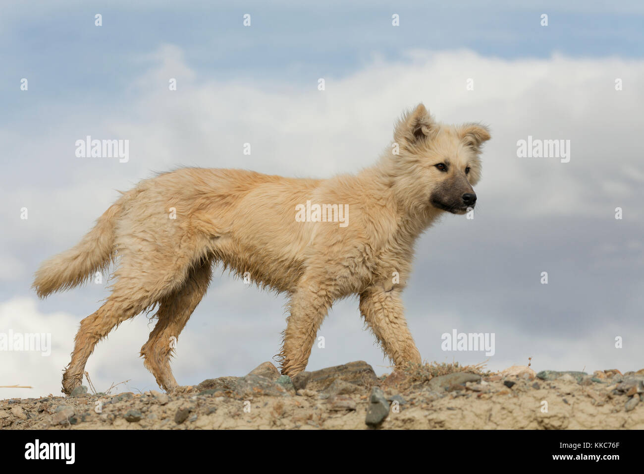 Altai Dog High Resolution Stock Photography and Images - Alamy